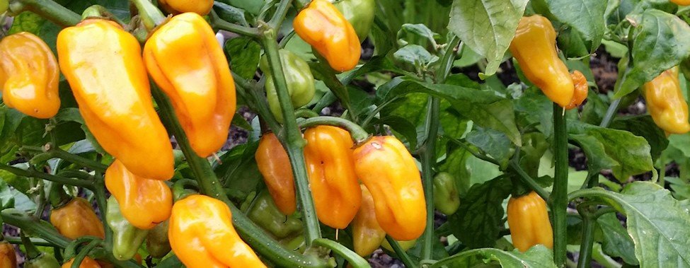 Vegetable Seeds | Chilli Seeds | Spices Australia - Rahi SeedBank