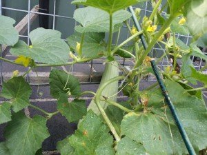 Armenian Long Cucumber / Snake Cucumber - 5 Seeds - Rahi SeedBank