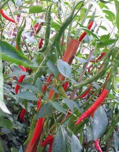Long Thin Turkish Chilli - A Medium Hot & High Yield Chilli Pepper ...