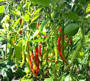 Pusa Jwala Chilli - The Most Popular Hot Pepper Grown & Used in Indian ...