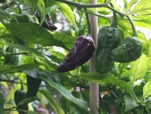 Rare Black Naga Jolokia Chilli: One of the hottest Chilli Pepper in the ...